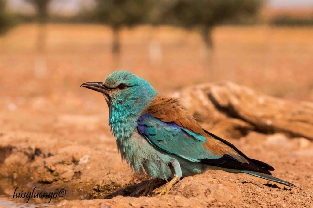 La carraca europea (Coracias garrulus)